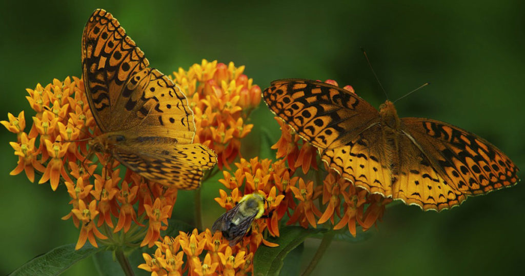 39 Native Perennials | Prairie Gardens & Jeffrey Alans