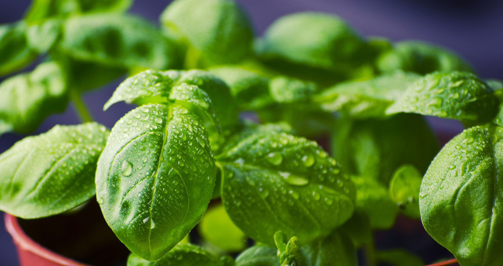 Plant These to Save the Bees | Prairie Gardens & Jeffrey Alans