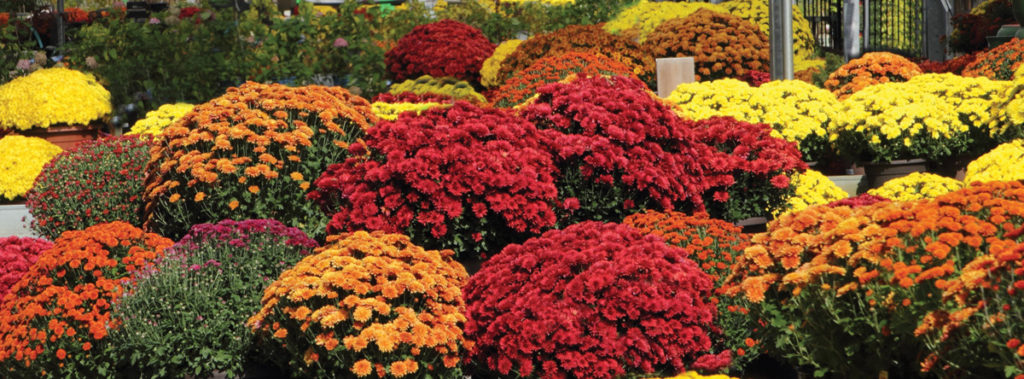 How to Care for Fall Mums | Prairie Gardens & Jeffrey Alans