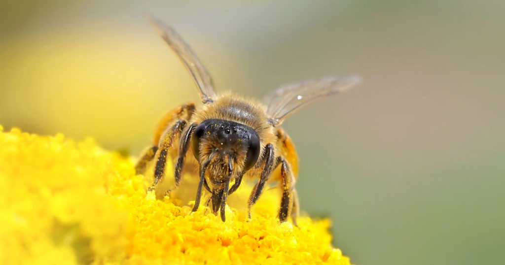 Plant These to Save the Bees | Prairie Gardens & Jeffrey Alans