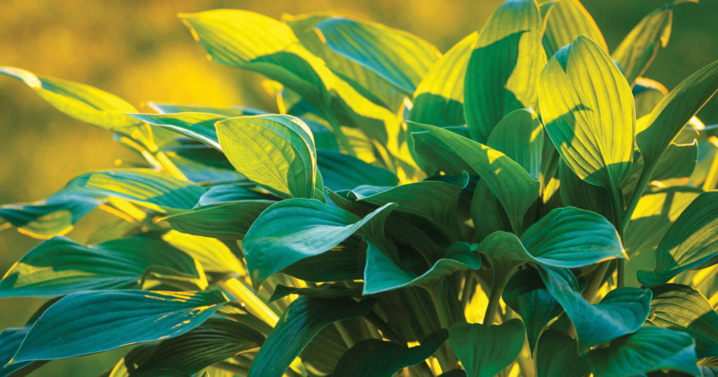 2019 Hosta Variety List | Prairie Gardens & Jeffrey Alans