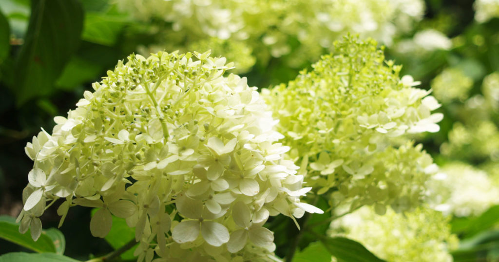 Hydrangeas | Prairie Gardens & Jeffrey Alans