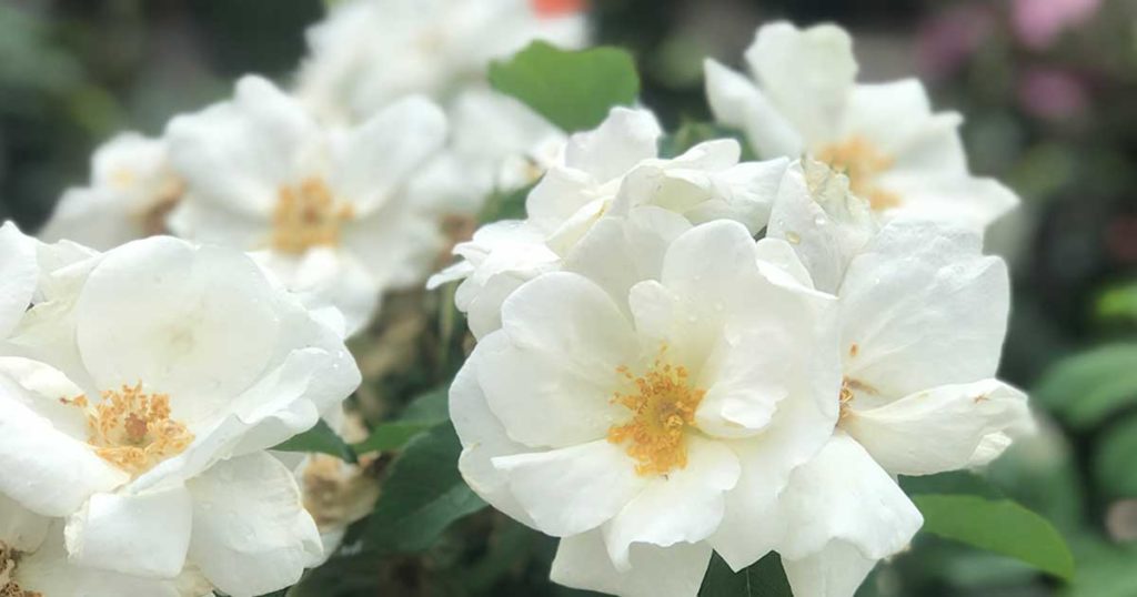 Enchanting Plants for a Magical Moon Garden | Prairie Gardens & Jeffrey ...