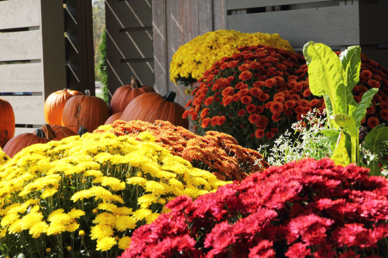 4 Quick Tips for Overwintering Fall Garden Mums | Prairie Gardens ...