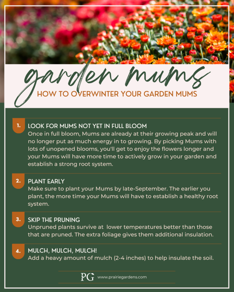 4 Quick Tips for Overwintering Fall Garden Mums | Prairie Gardens ...