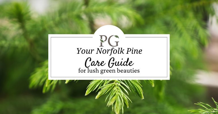 Norfolk Pine Care Guide | Prairie Gardens & Jeffrey Alans