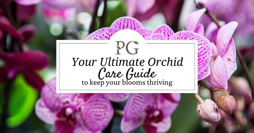 Orchid Care Guide | Prairie Gardens & Jeffrey Alans