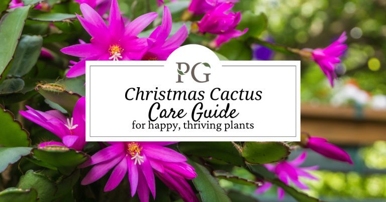 Christams Cactus Care Guide | Prairie Gardens & Jeffrey Alans