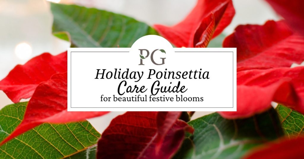 Poinsettia Care Guide | Prairie Gardens & Jeffrey Alans