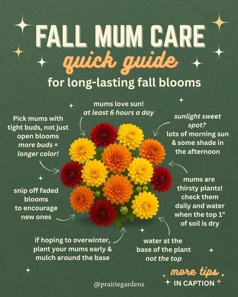 Garden Mum Care Guide | Prairie Gardens & Jeffrey Alans