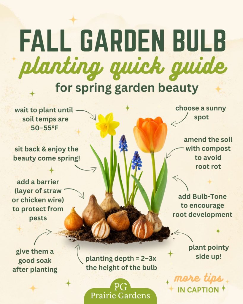 Your Guide to Planting Fall Bulbs | Prairie Gardens & Jeffrey Alans